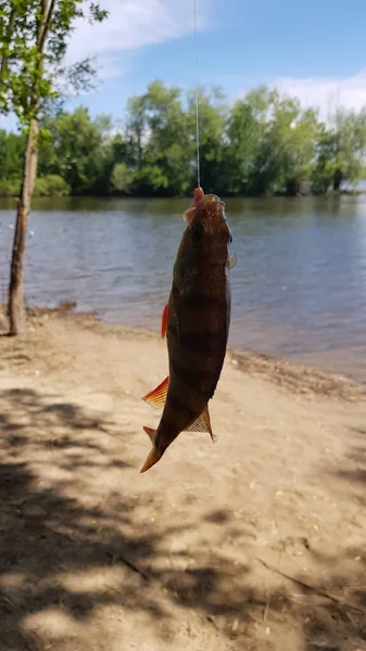 Carp provincial munch o lac Stock Photos, Royalty Free Carp provincial ...