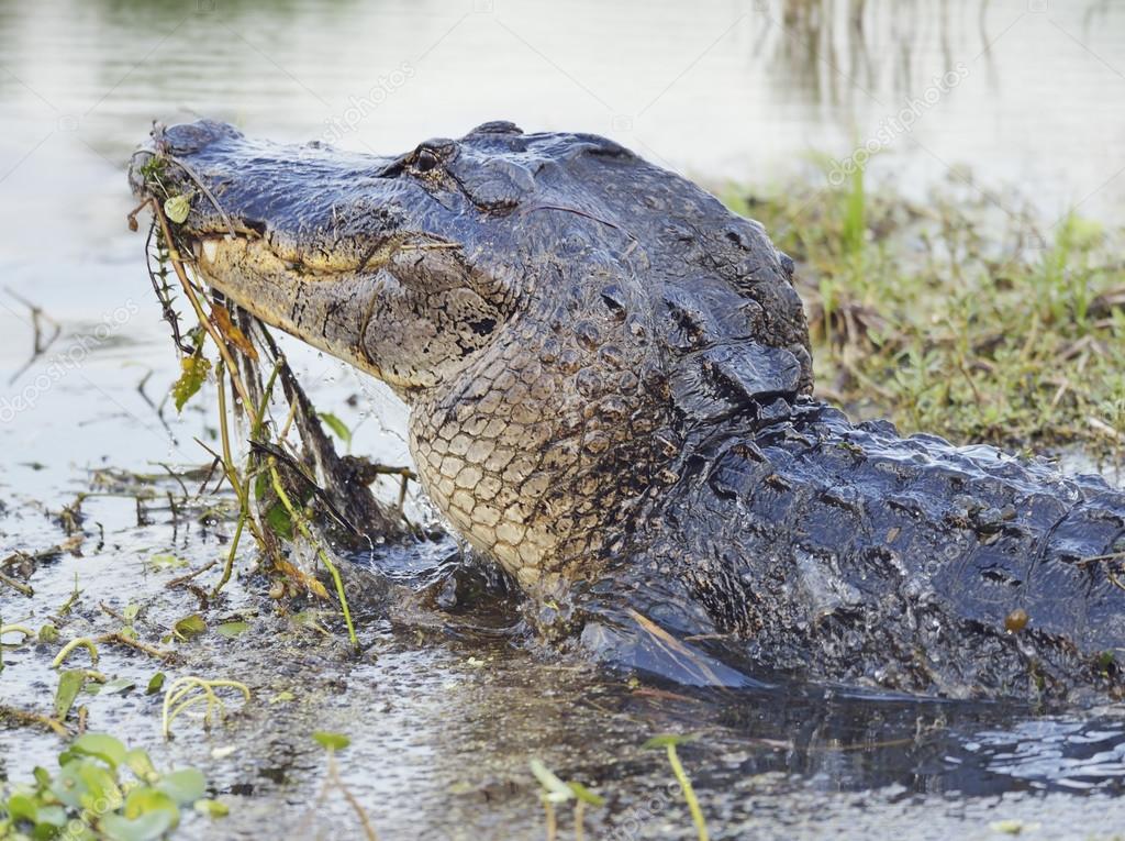 Jumping Alligator In Swamp