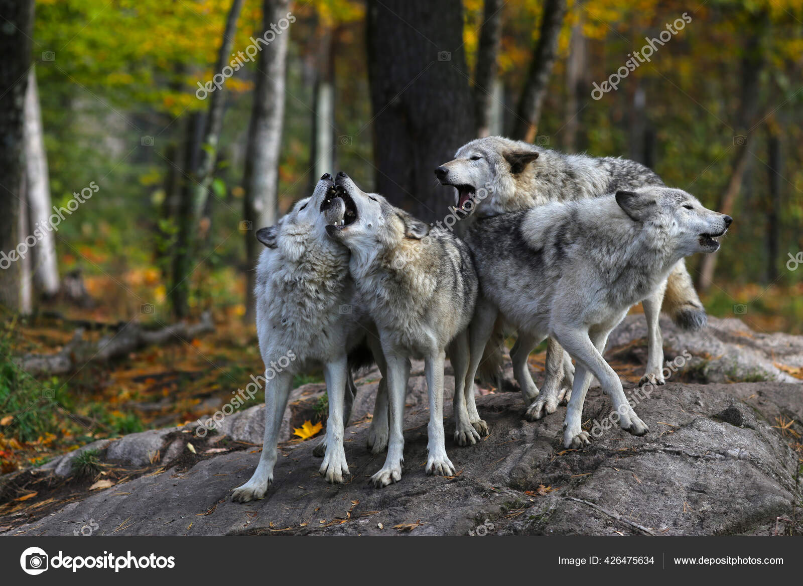Eastern timber wolves howling on a rock. — Stock Photo © alexsvirid ...