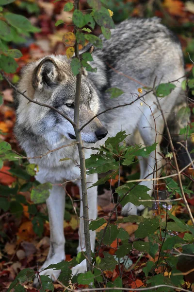 Eastern timber wolves howling on a rock. — Stock Photo © alexsvirid ...
