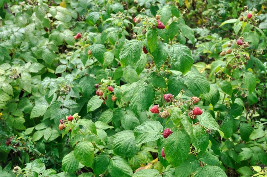 plantação de framboesa selvagem — Fotografias de Stock © york010 #79771546