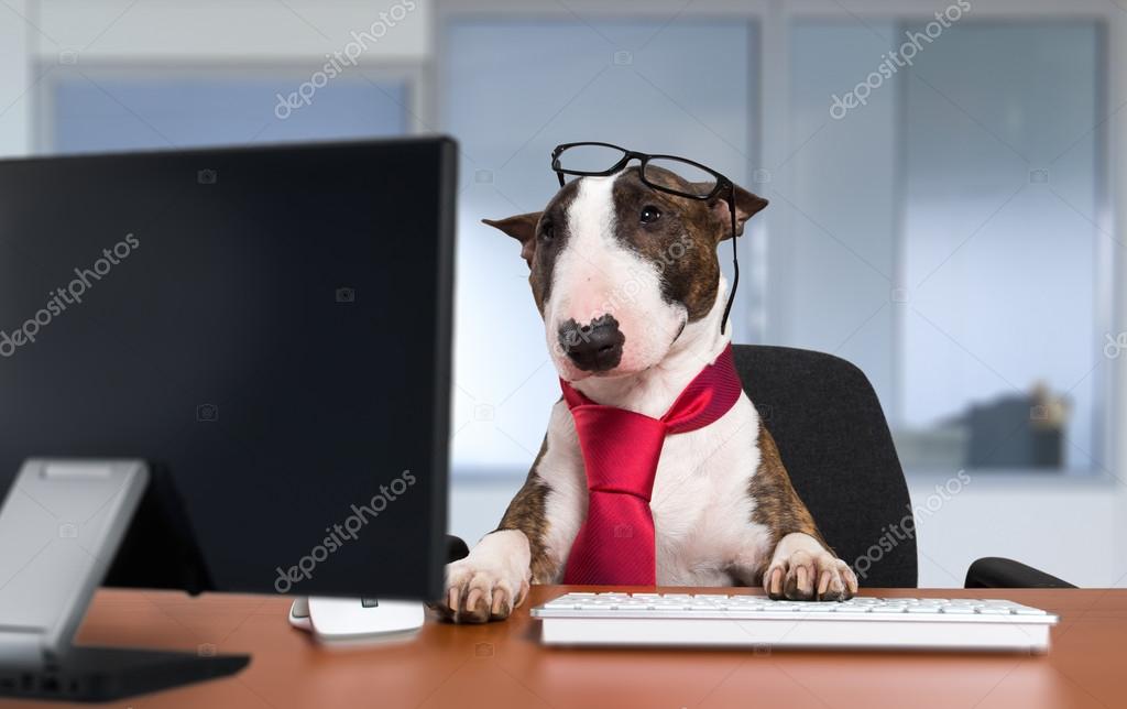 Puppy Using Computer