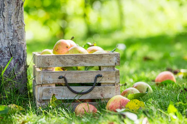 Apple orchard family Stock Photos, Royalty Free Apple orchard family ...