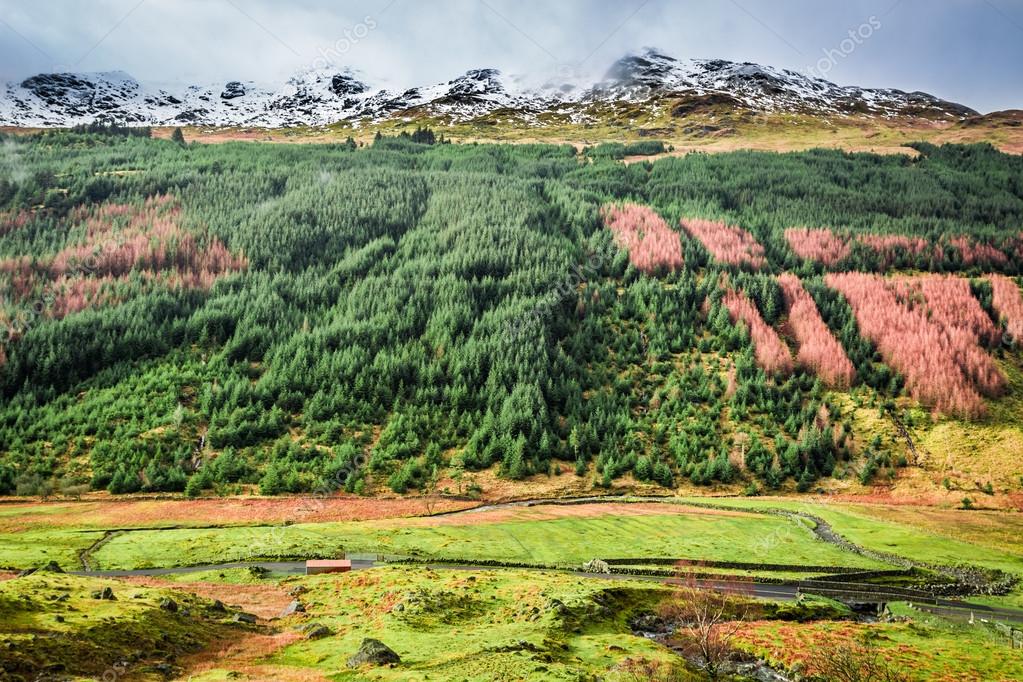 Argyll Forest Park, Highland en Écosse image libre de droit par ... Argyll Forest Park, Highland en Écosse image libre de droit par ...