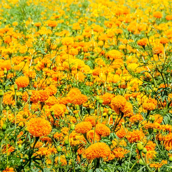 Cempasuchil Stock Photos, Royalty Free Cempasuchil Images | Depositphotos