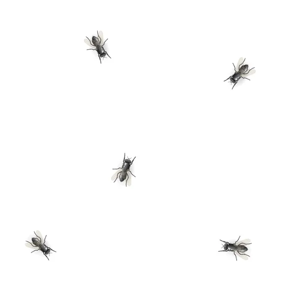 Small flies Stock Photos, Royalty Free Small flies Images | Depositphotos