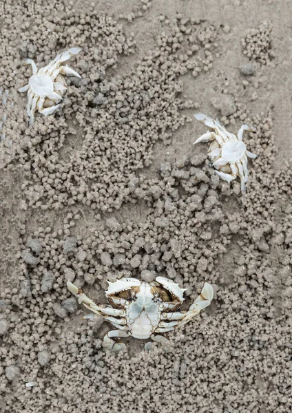 Sand crabs Stock Photos, Royalty Free Sand crabs Images | Depositphotos