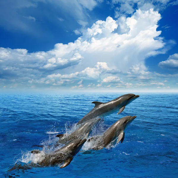 Blue Dolphins Jumping Wallpaper