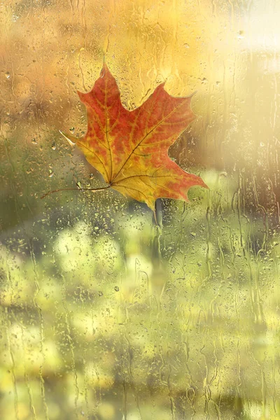 Leaves window Images - Search Images on Everypixel