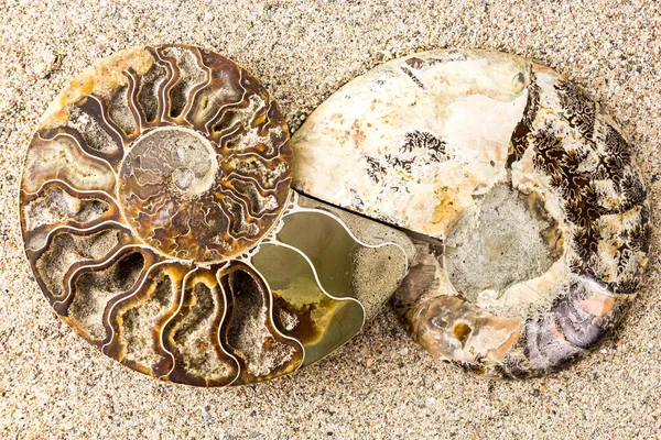 Spiral Ammonite fossil on sand closeup background — Stock Photo © Oko ...
