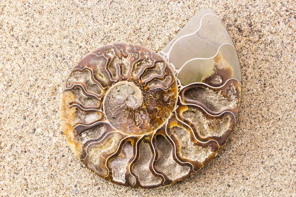 Spiral Ammonite fossil on sand closeup background Stock Photo by ©Oko ...