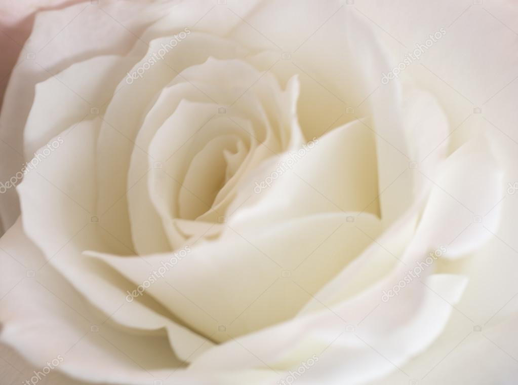 Beautiful White Rose Stock Photo by ©Mshake 105641772
