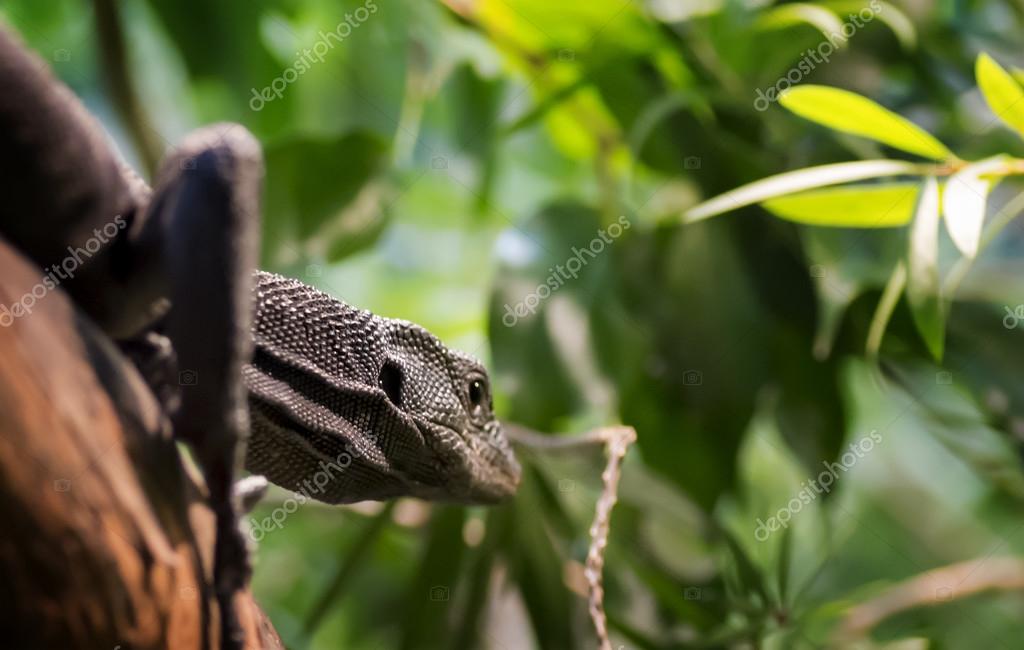 Black Tree Monitor Stock Photo by ©Mshake 61783301