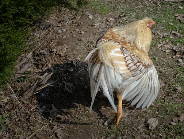 Gallina muerta fotos de stock, imágenes de Gallina muerta sin royalties ...