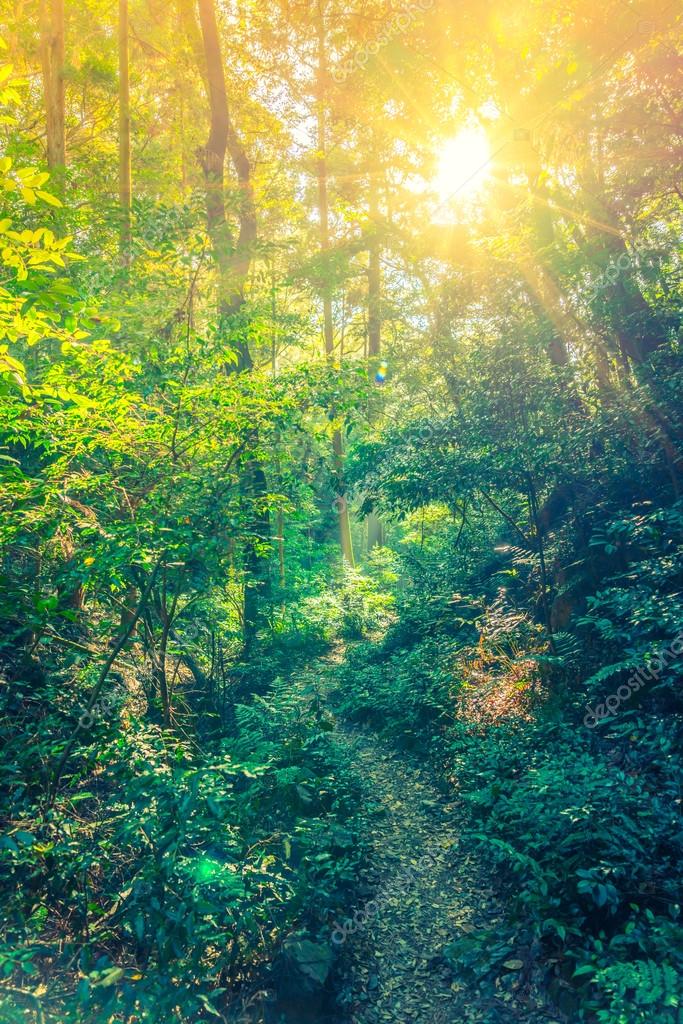 Forest trees ( Filtered image processed vintage effect. ) — Stock Photo ...