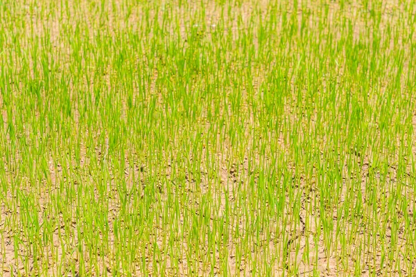 Images of Green rice field . Stock Photo by ©jannystockphoto 124396358