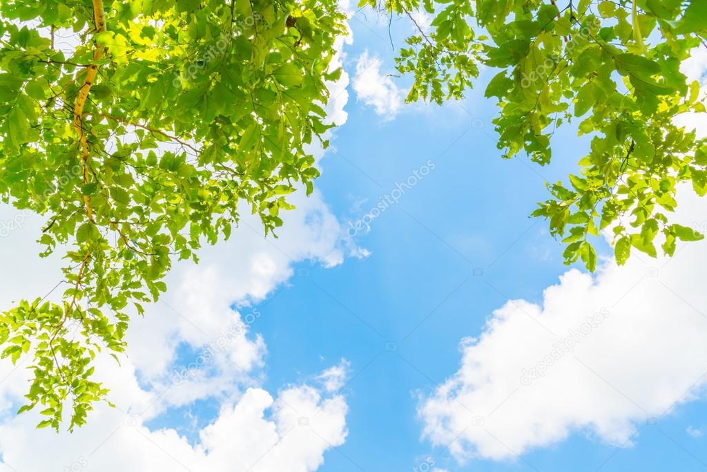 Hermosos rboles se ramifican en cielo azul . 2024