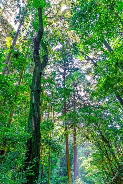 Japan forest Stock Photos, Royalty Free Japan forest Images | Depositphotos