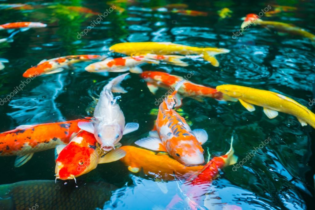 Colorful Koi Fish Images