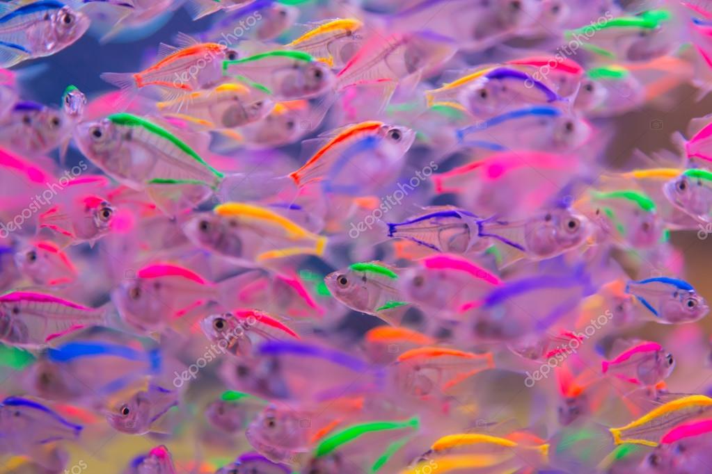 Hermoso pececito: fotografía de stock © jannystockphoto #88625822 ...