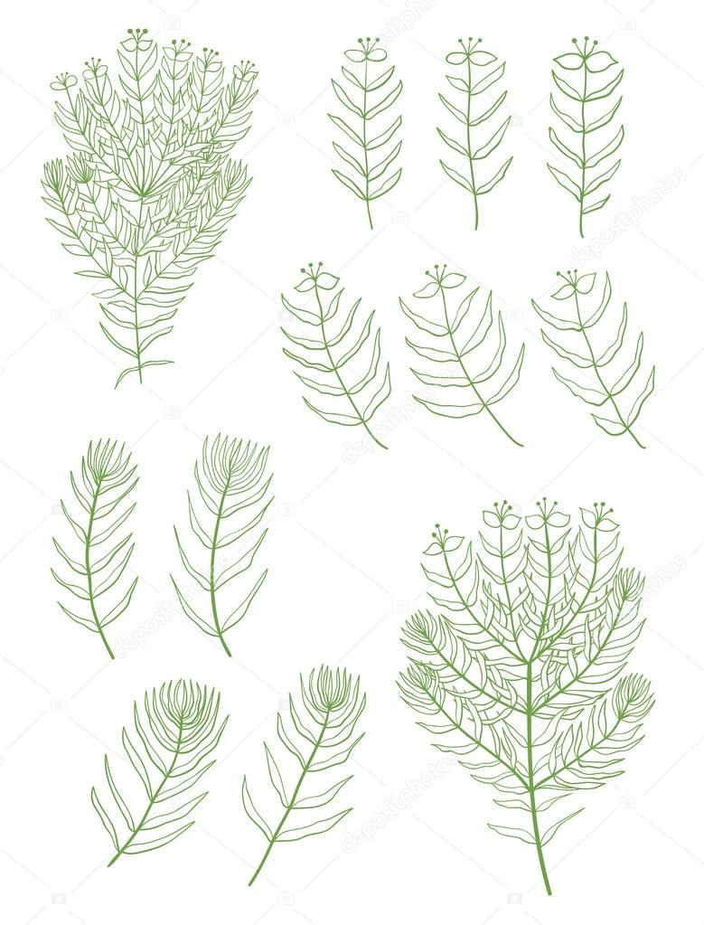 Hand drawn set of plants Stock Vector Image by ©katerinamk #105608232