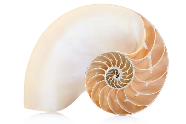 Nautilus shell on black background — Stock Photo © Joingate #4139166
