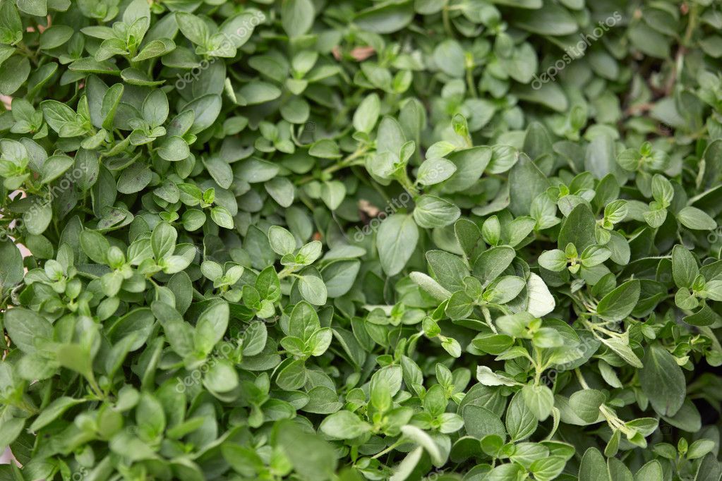 Oregano plants and leaves texture background, Origanum vulgare Stock ...