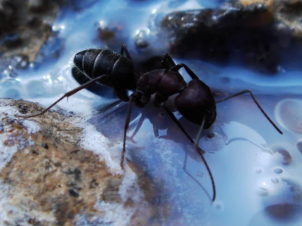 Macro beautiful black ant Stock Photos, Royalty Free Macro beautiful ...