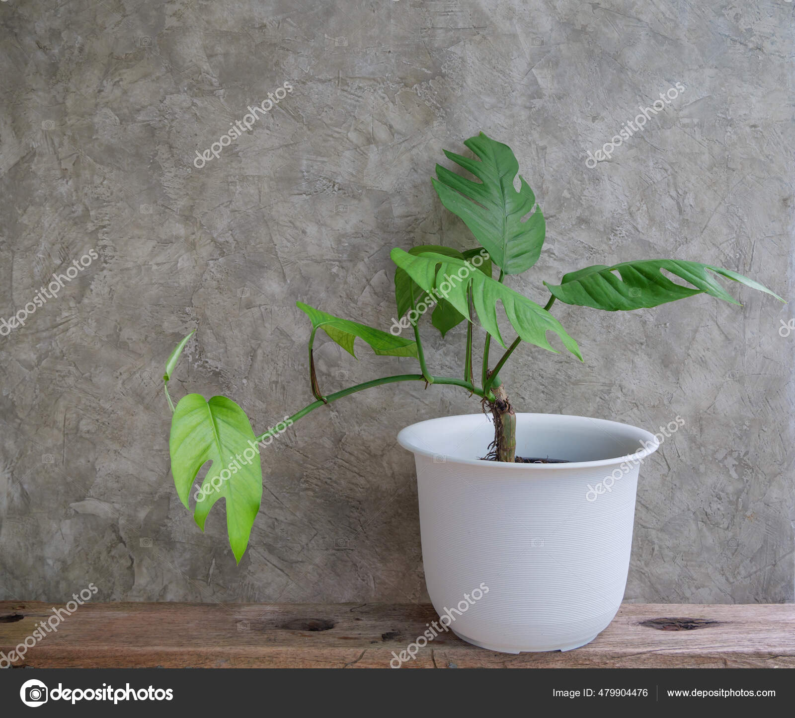 Native Monstera Epipremnum Pinnatum Green Leave Plant Whith Pot Wooden ...