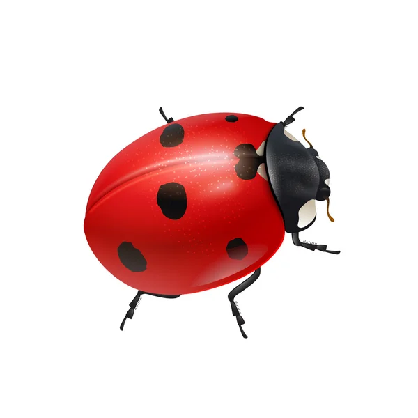 Vector illustration of a ladybug — Stock Vector © wenjun3005 #2089764