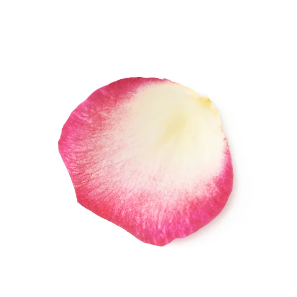 Single rose petal isolated — Stock Photo © nbvf89 #103422514