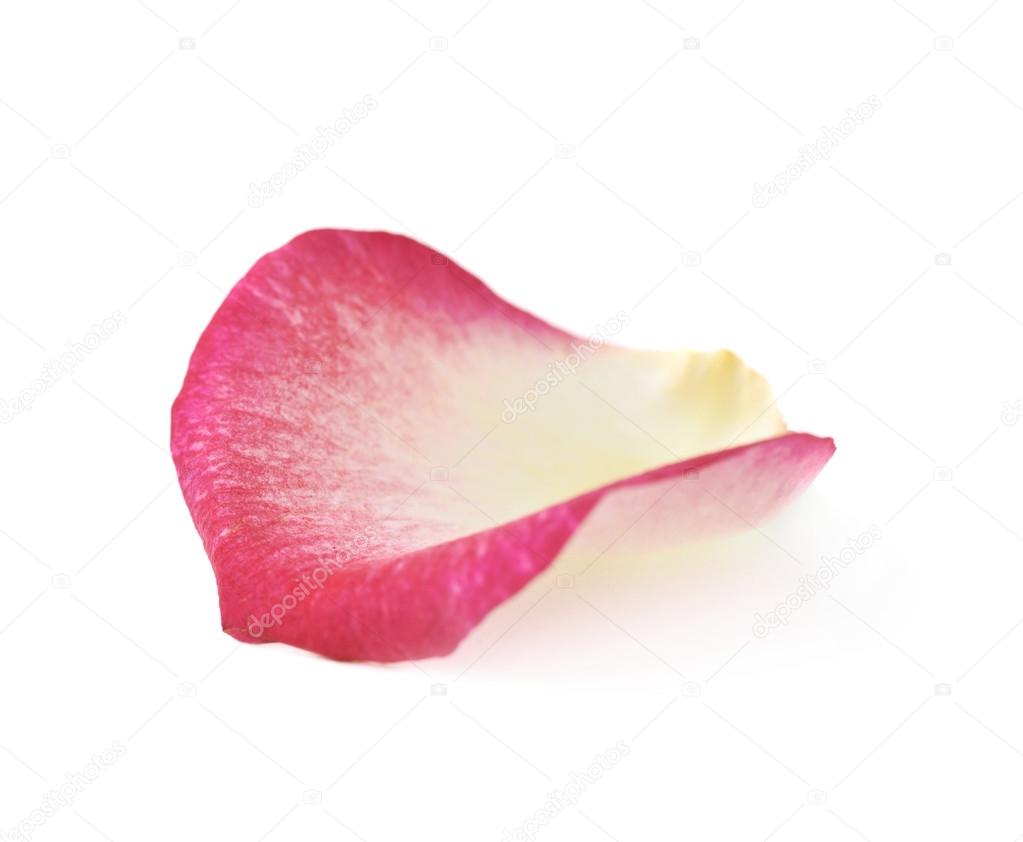 Single Rose Petal