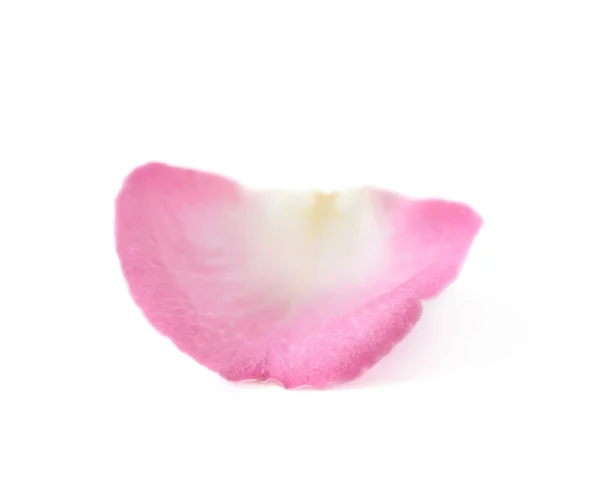 Single rose petal isolated — Stock Photo © nbvf89 #103422514