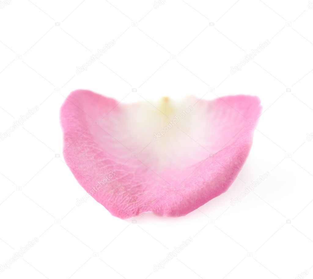 Single rose petal isolated — Stock Photo © nbvf89 #105863278