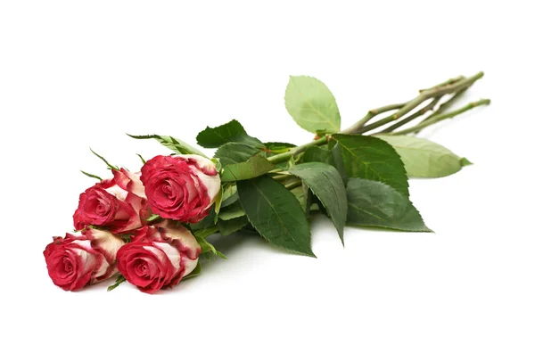 Four roses Stock Photos, Royalty Free Four roses Images | Depositphotos