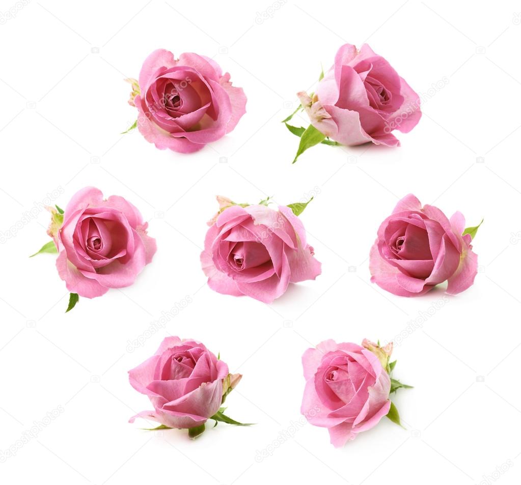 Single pink rose bud isolated Stock Photo by ©nbvf89 115331382