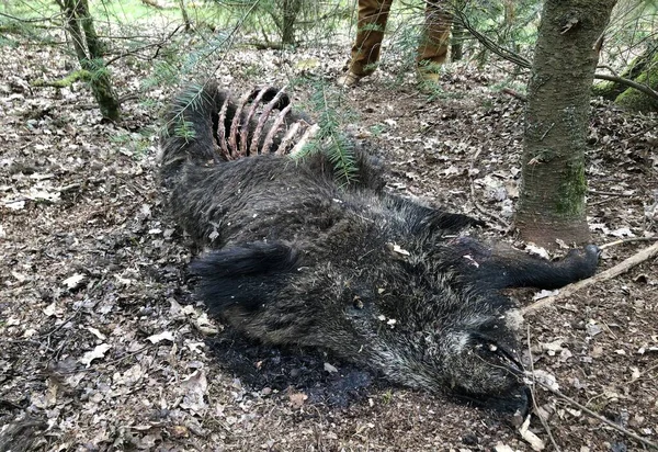 Sanglier mort images libres de droit, photos de Sanglier mort ...