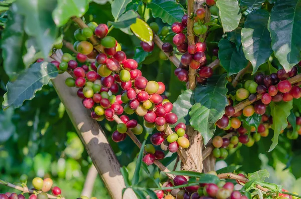 Coffee tree - Stock Image - Everypixel
