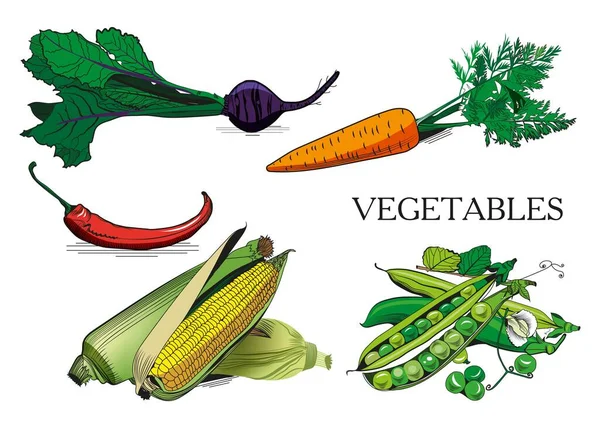 100,000 Vegetables leaves Vector Images | Depositphotos