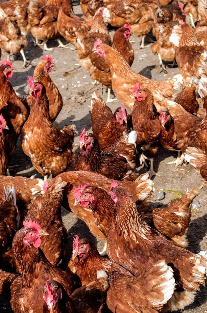 Many brown chickens Stock Photo by ©njaj 70268937