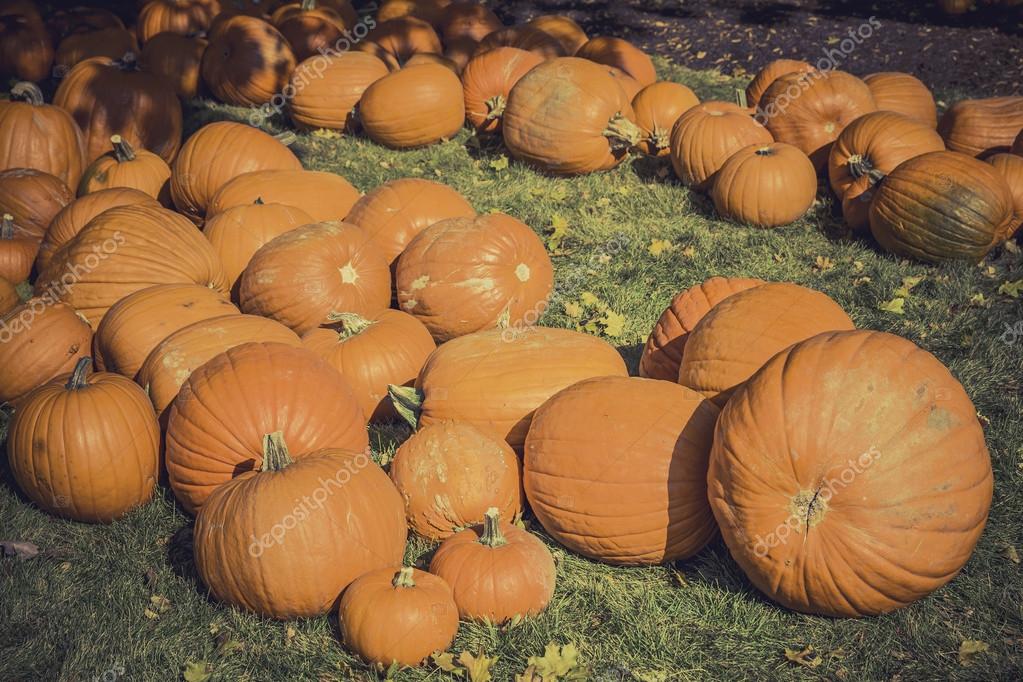 Pumpkins Stock Photo by ©marchello74 54715543
