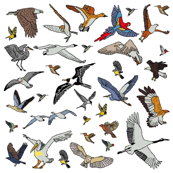 19,297 Color color birds Vector Images | Depositphotos