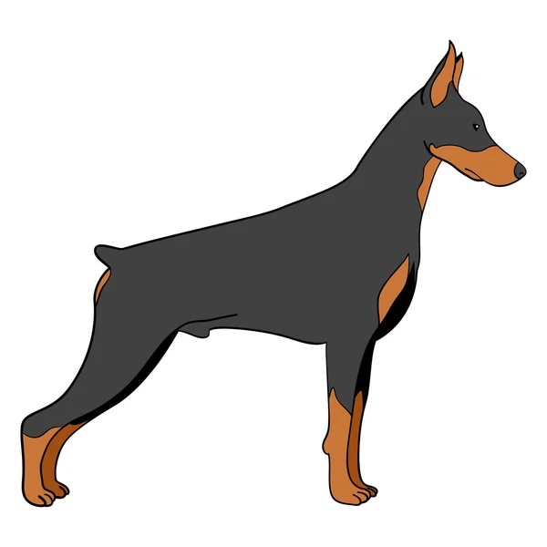 100,000 Dobermans Vector Images | Depositphotos