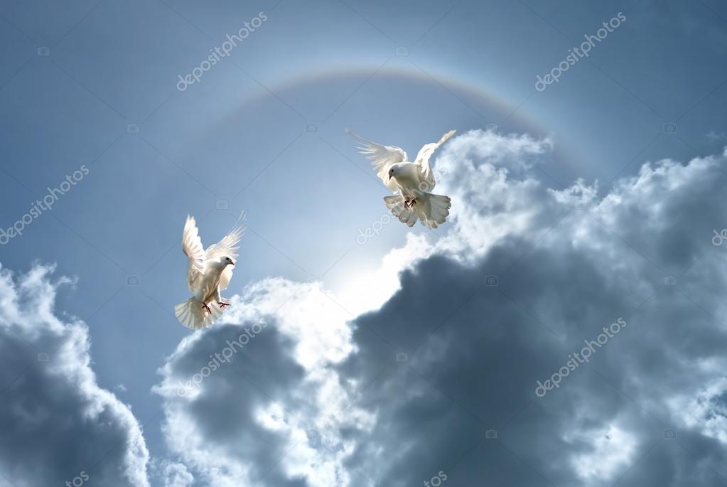 Images: doves in clouds | White doves against clouds and rainbow ...