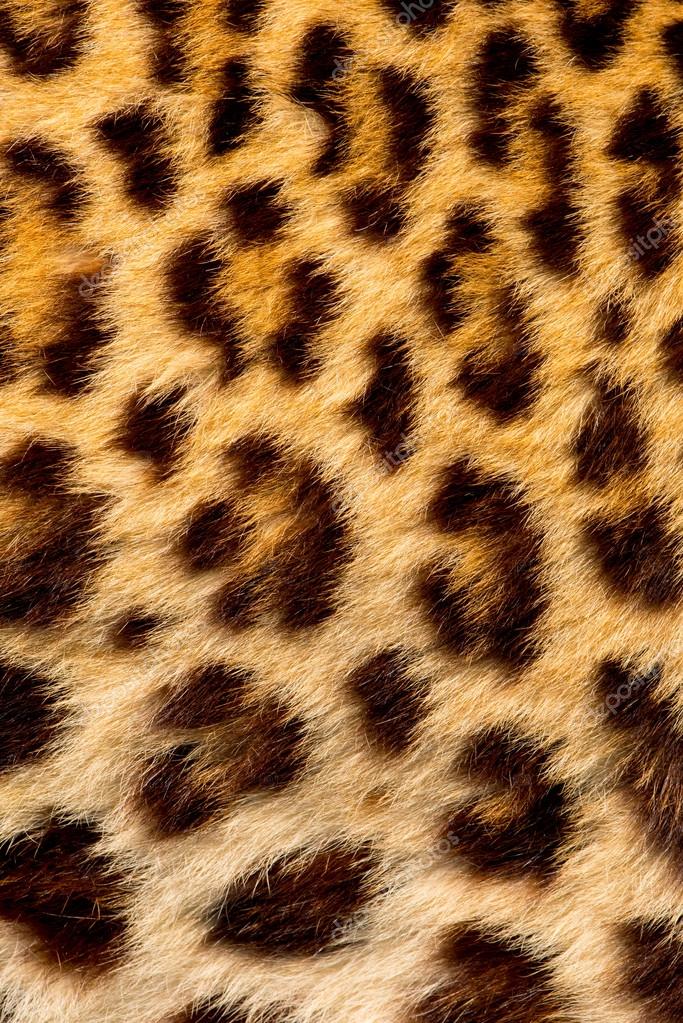 Real Tiger Pattern