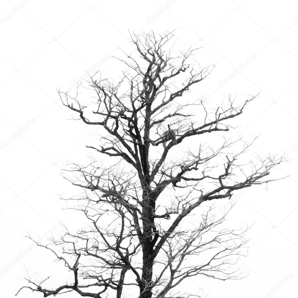 Dead Tree without Leaves Stock Photo by ©piyagoon 80834280