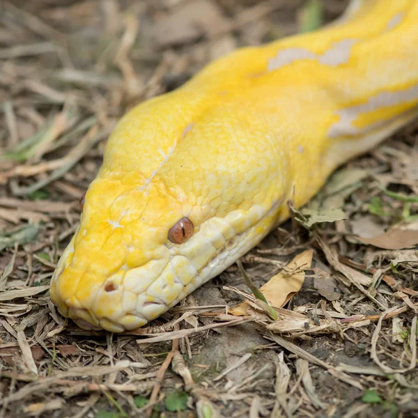 Gold Python,Reticulated python (Python reticulatus) Stock Photo by ...