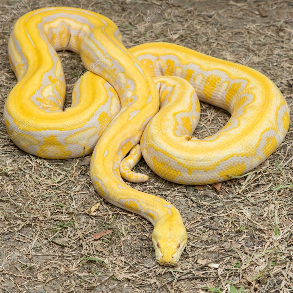 Gold Python,Reticulated python (Python reticulatus) Stock Photo by ... Gold Python,Reticulated python (Python reticulatus) Stock Photo by ...