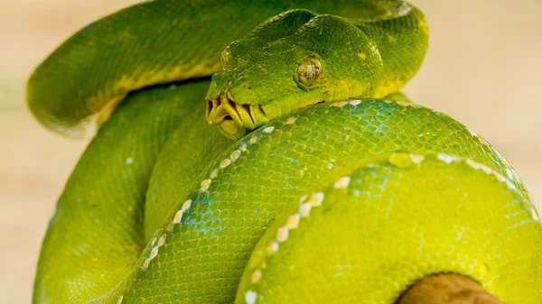 Tree pythons Stock Photos, Royalty Free Tree pythons Images | Depositphotos