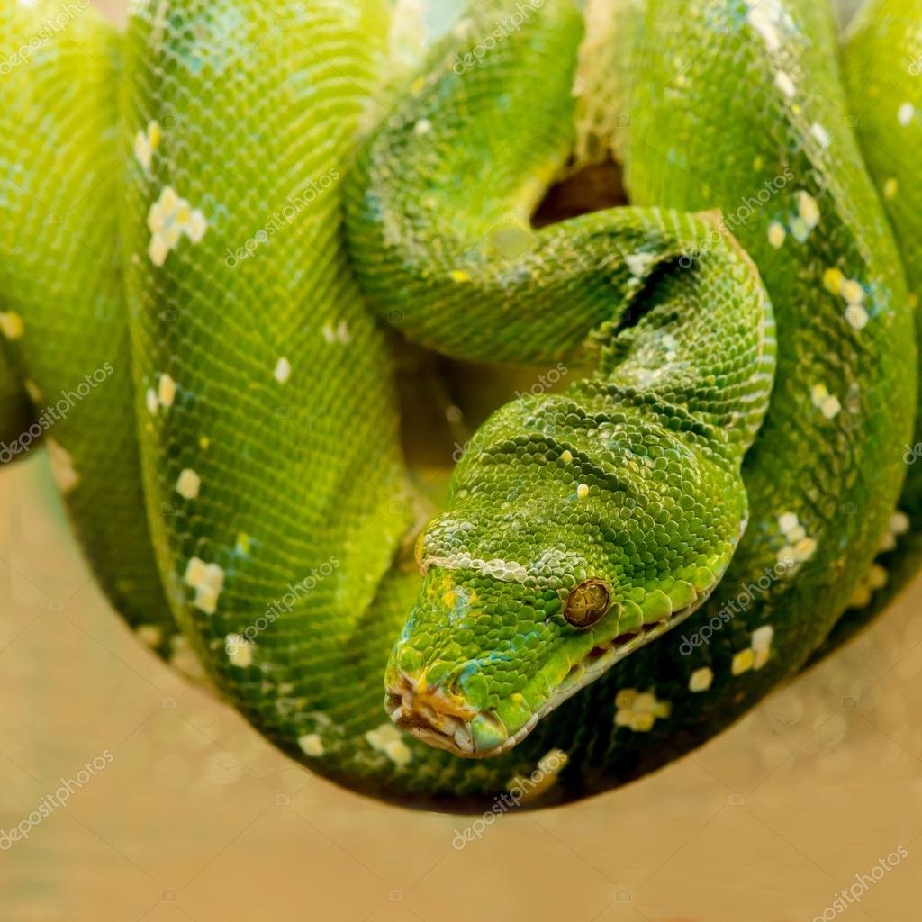 Green Tree Python — Stock Photo © piyagoon #81144464